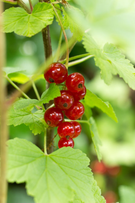 Summertime - Johannisbeer-Frischkäse-Törtchen • House No 37